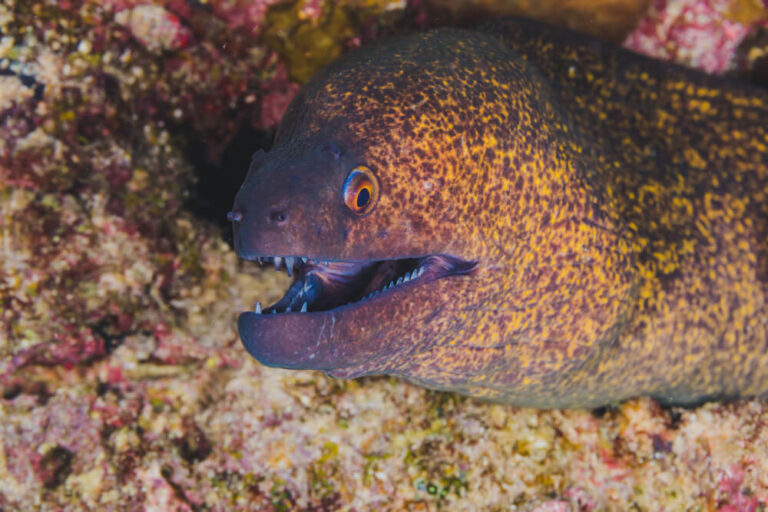 Top 10 gefährliche Fische im Roten Meer – Giftig & tödlich?