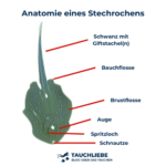 Sind Rochen gefährlich? Verhalten, Stachel, Arten & Erste Hilfe